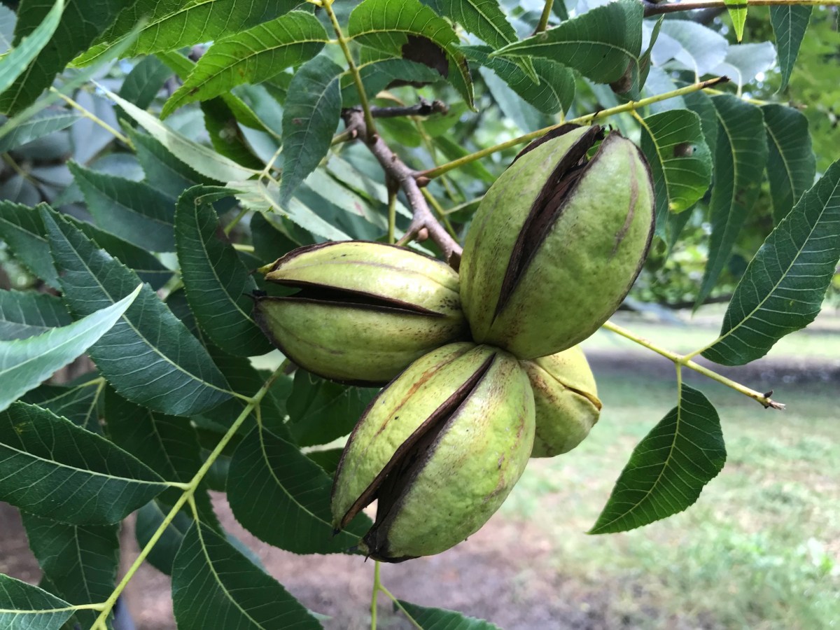 Crows – Thoughts From The Orchard