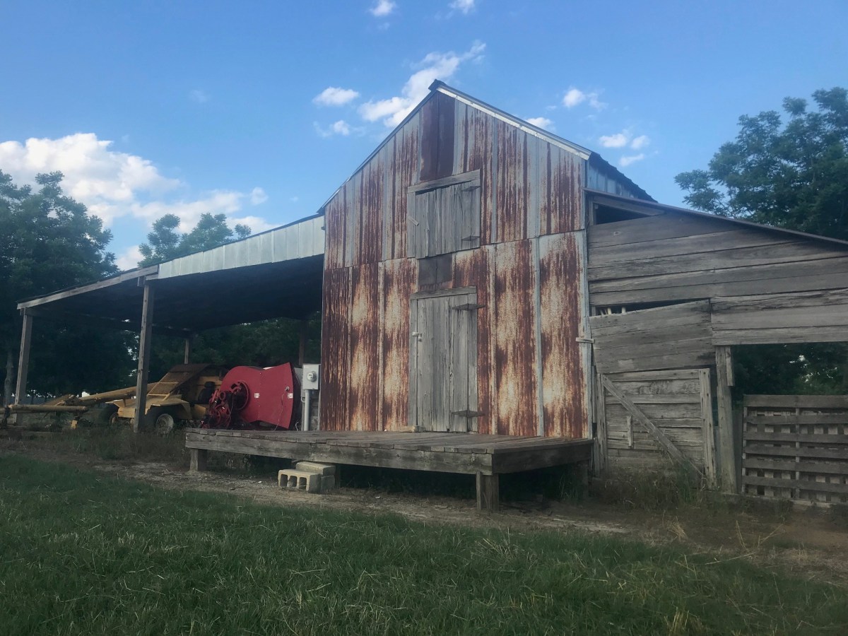 The Barn Fox – Thoughts From The Orchard